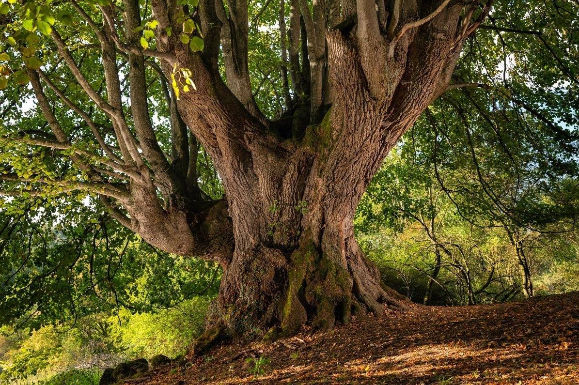 Diffuz - Planter un arbre